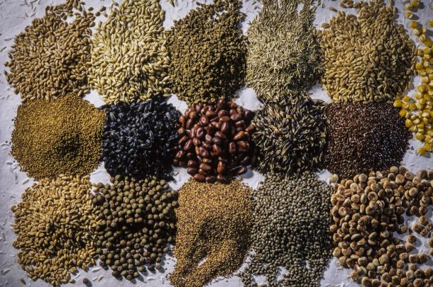 Une façon de gérer ses semences – Simplement Nature